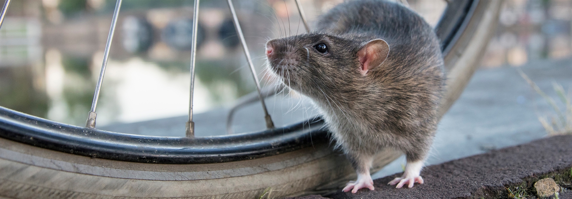 Pest control - GGD Amsterdam